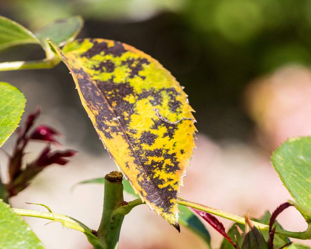 Black Spots on Tree Leaves: What Does It Mean? - Any Town Tree