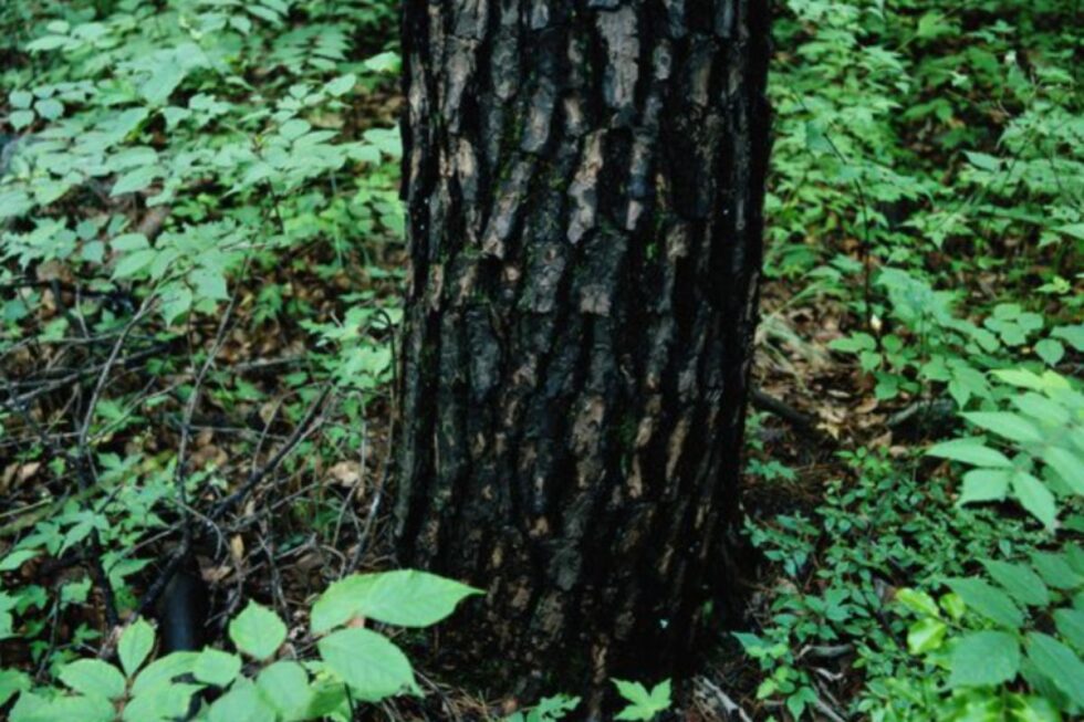 What Happened To Make This Tree Trunk Turn Black? - Any Town Tree